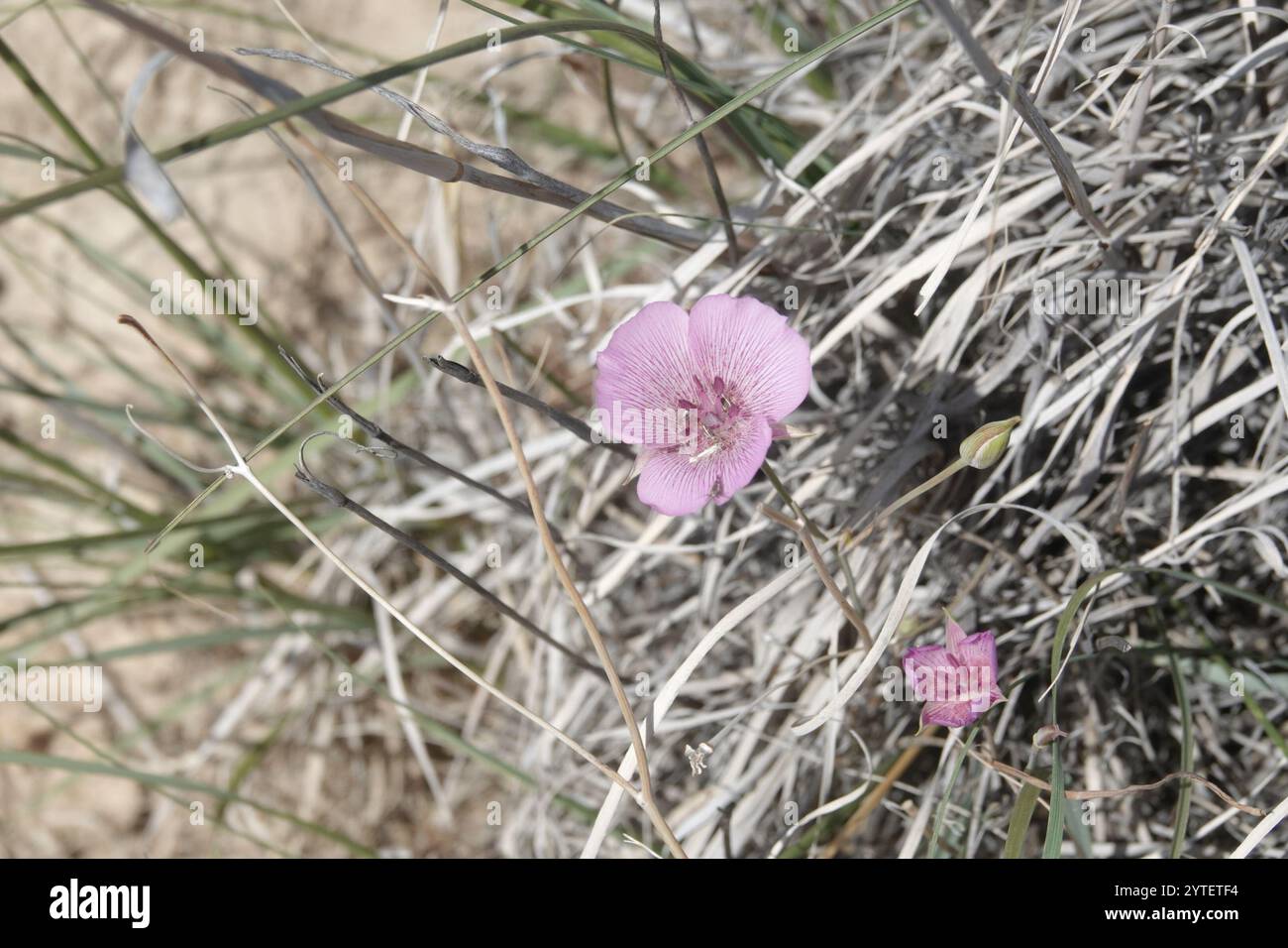 Alkali Mariposa Lily (Calochortus striatus Stock Photo - Alamy