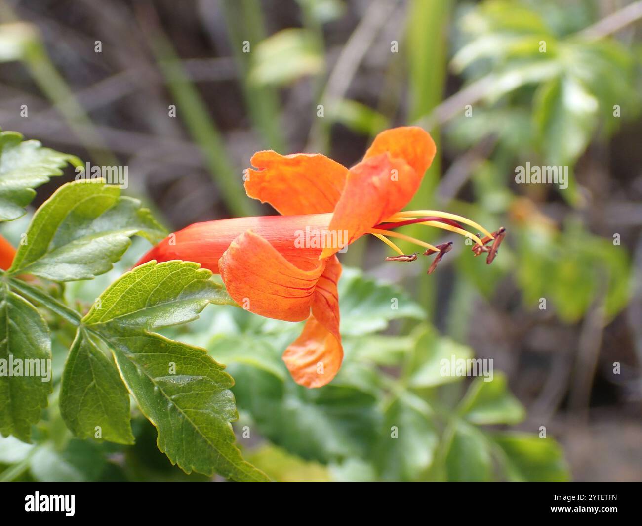Cape Honeysuckle (Tecomaria capensis Stock Photo - Alamy