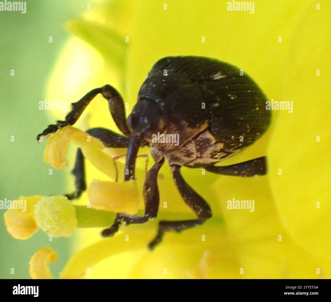 Iris weevil (Mononychus punctumalbum Stock Photo - Alamy