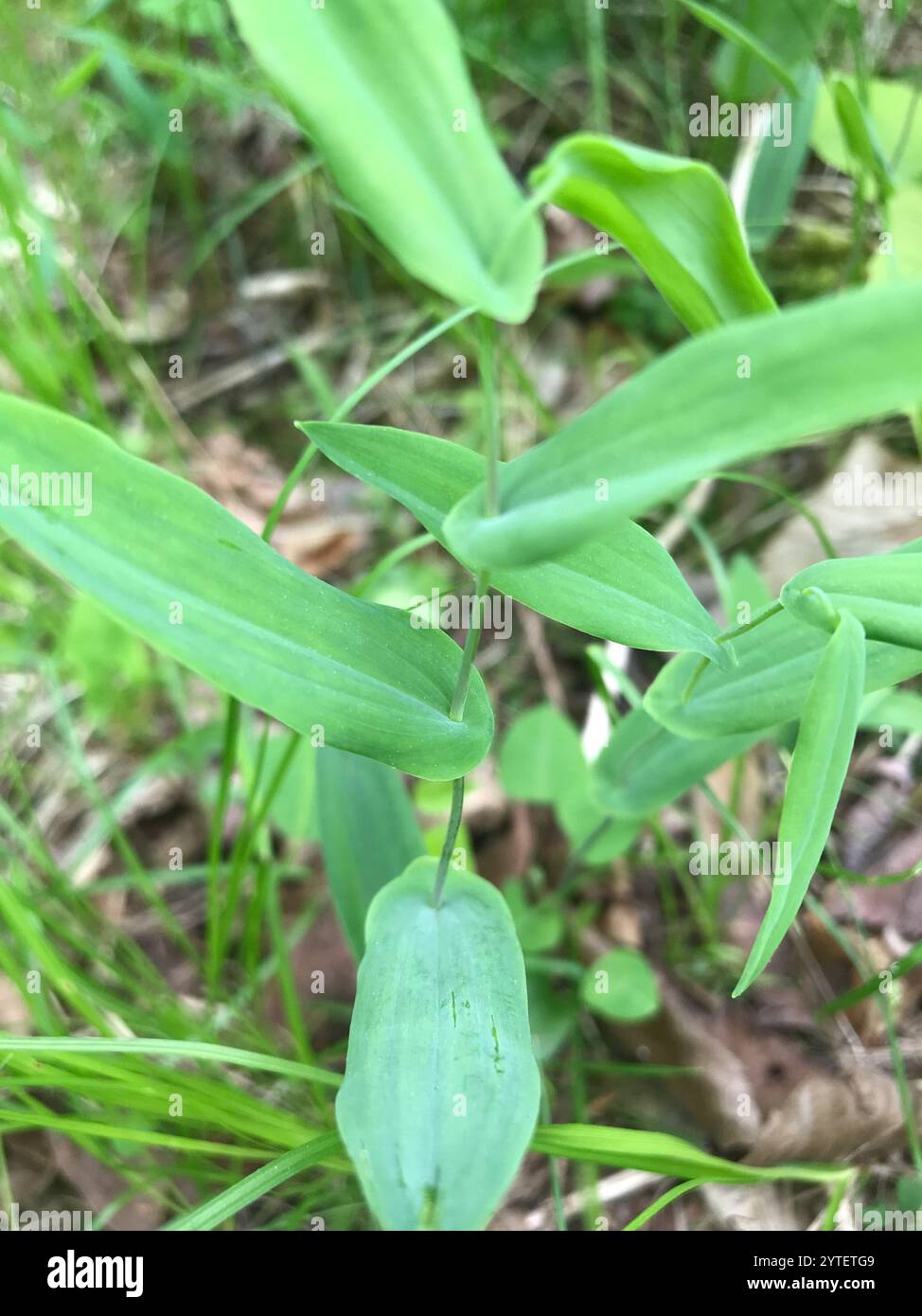 perfoliate bellwort (Uvularia perfoliata Stock Photo - Alamy