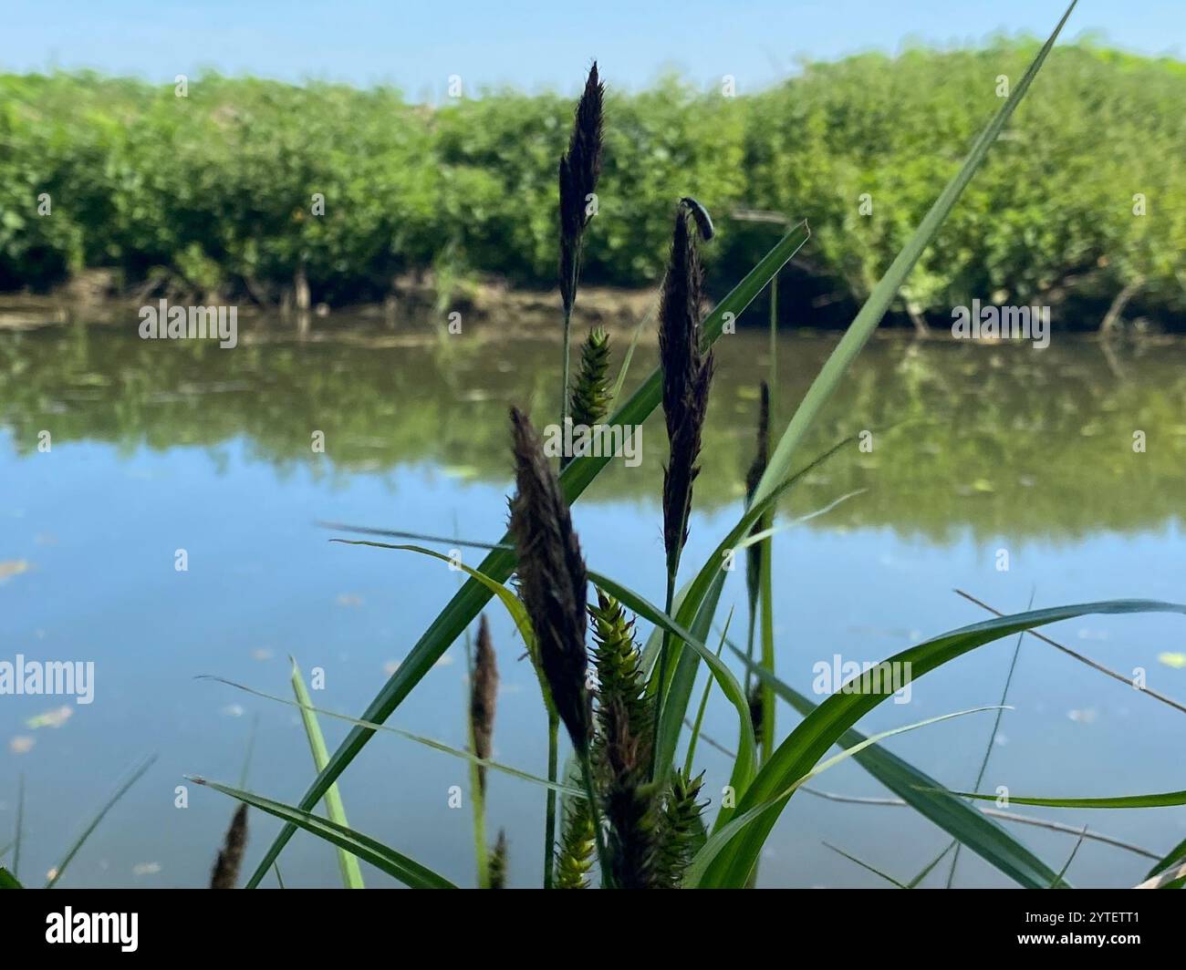 Greater Pond-sedge (Carex riparia Stock Photo - Alamy