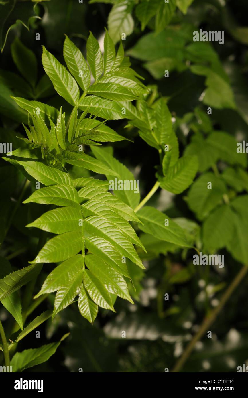 European ash (Fraxinus excelsior Stock Photo - Alamy
