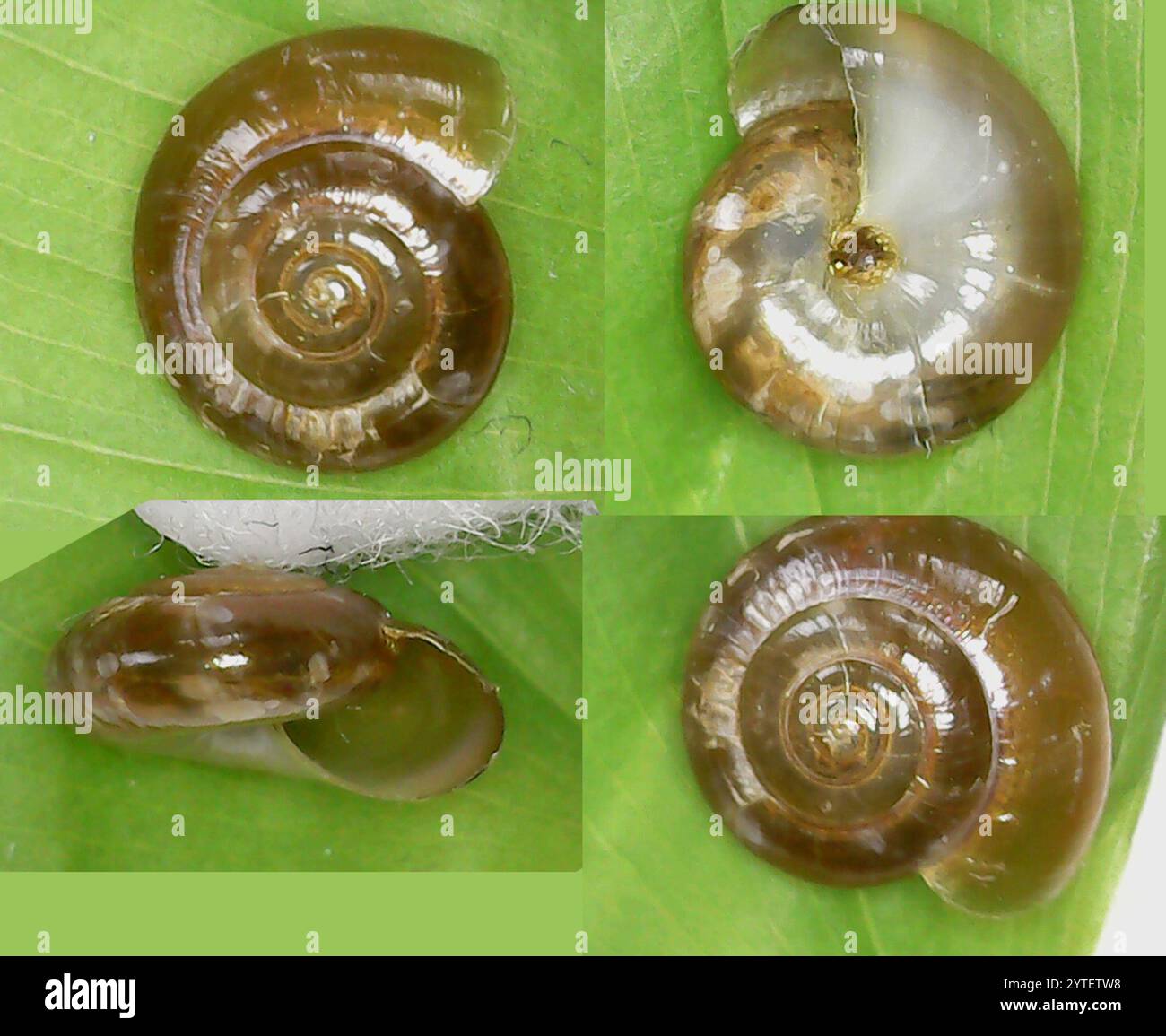 Oxychilus hi-res stock photography and images - Alamy