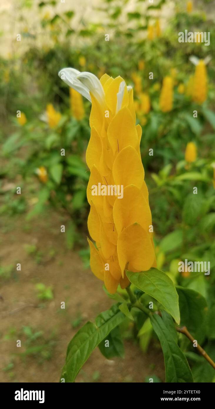 golden shrimp plant (Pachystachys lutea Stock Photo - Alamy