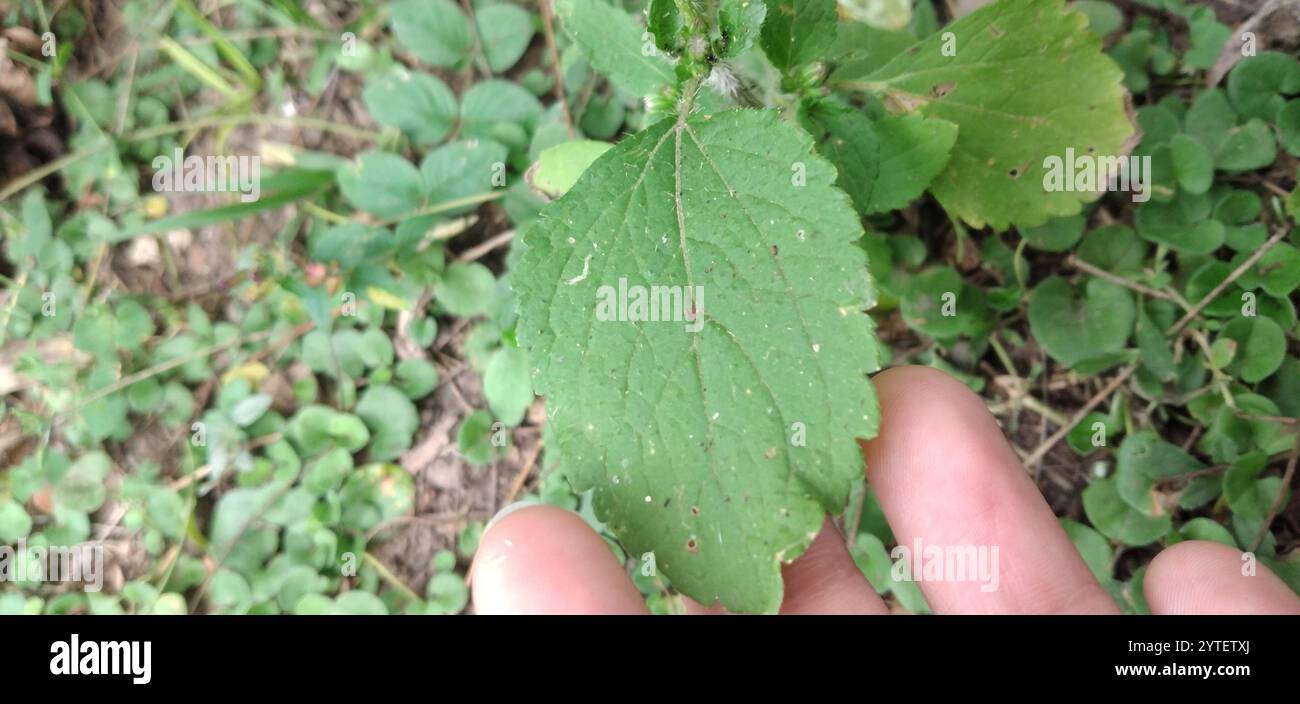 billygoat weed (Ageratum conyzoides Stock Photo - Alamy