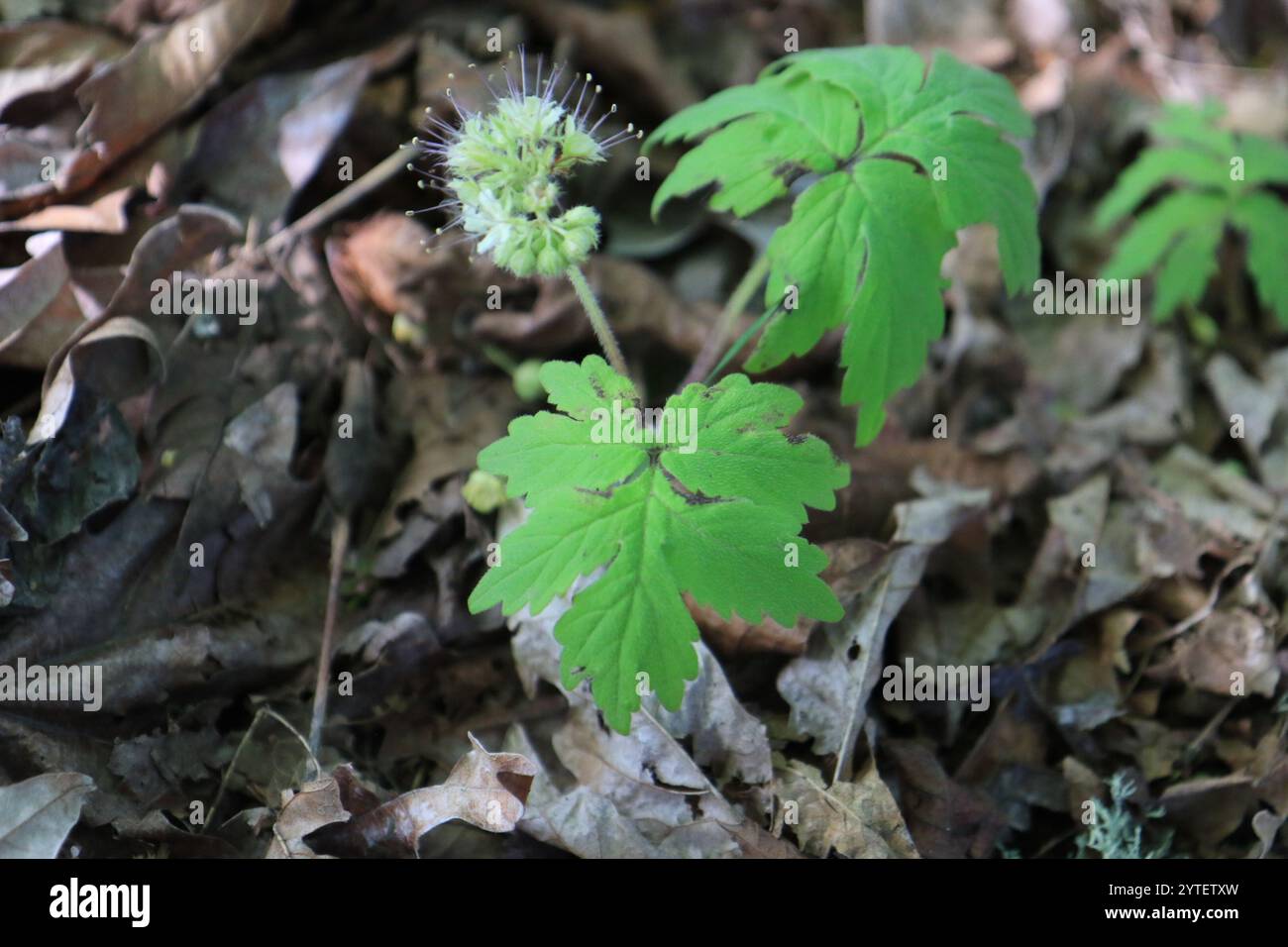 Pacific Waterleaf (Hydrophyllum tenuipes Stock Photo - Alamy