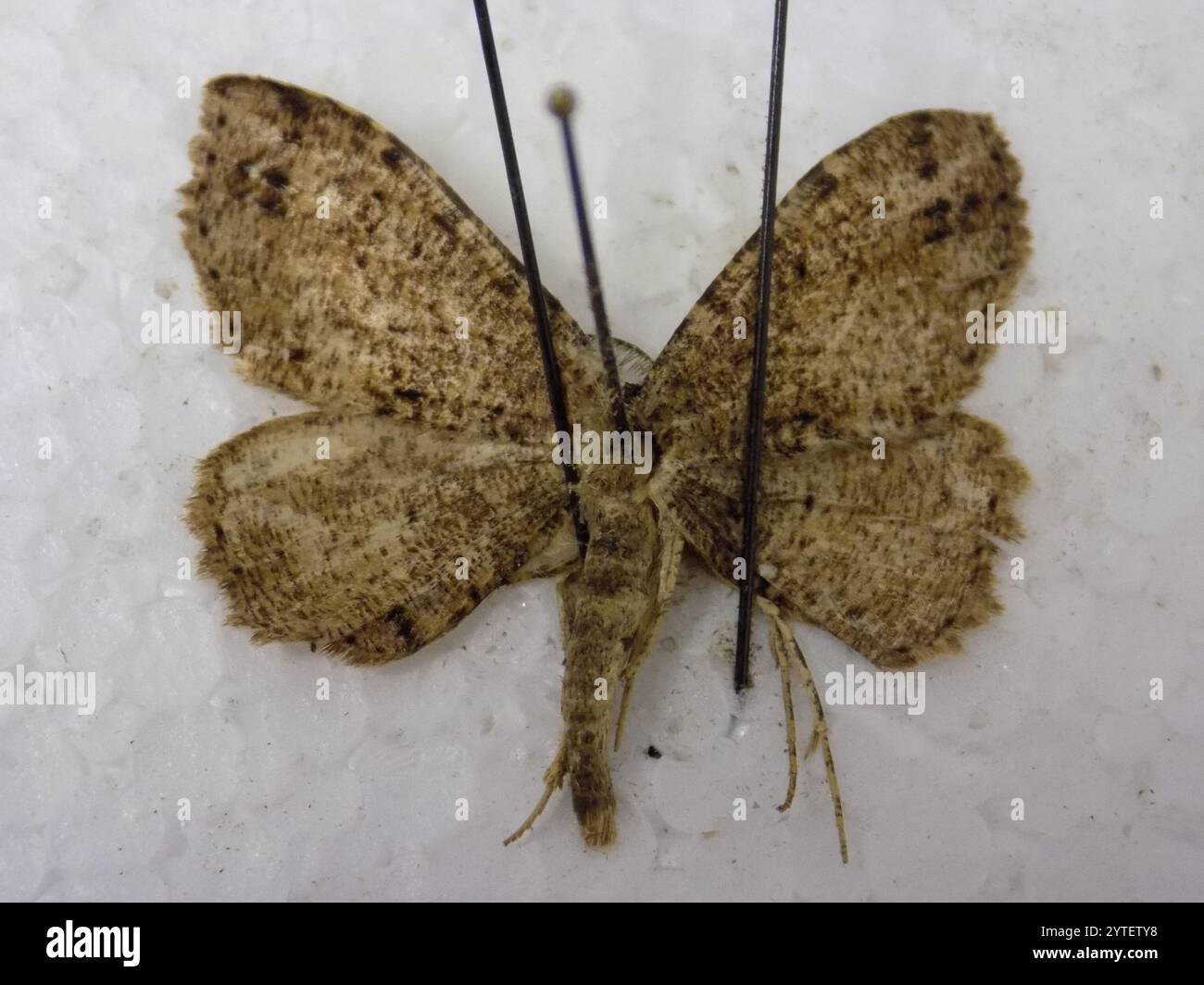 Geometer Moths (Geometridae Stock Photo - Alamy