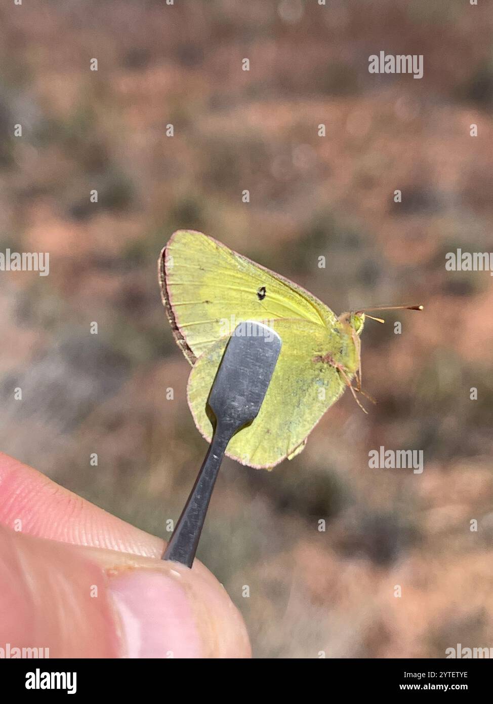 Eriphyle hi-res stock photography and images - Alamy