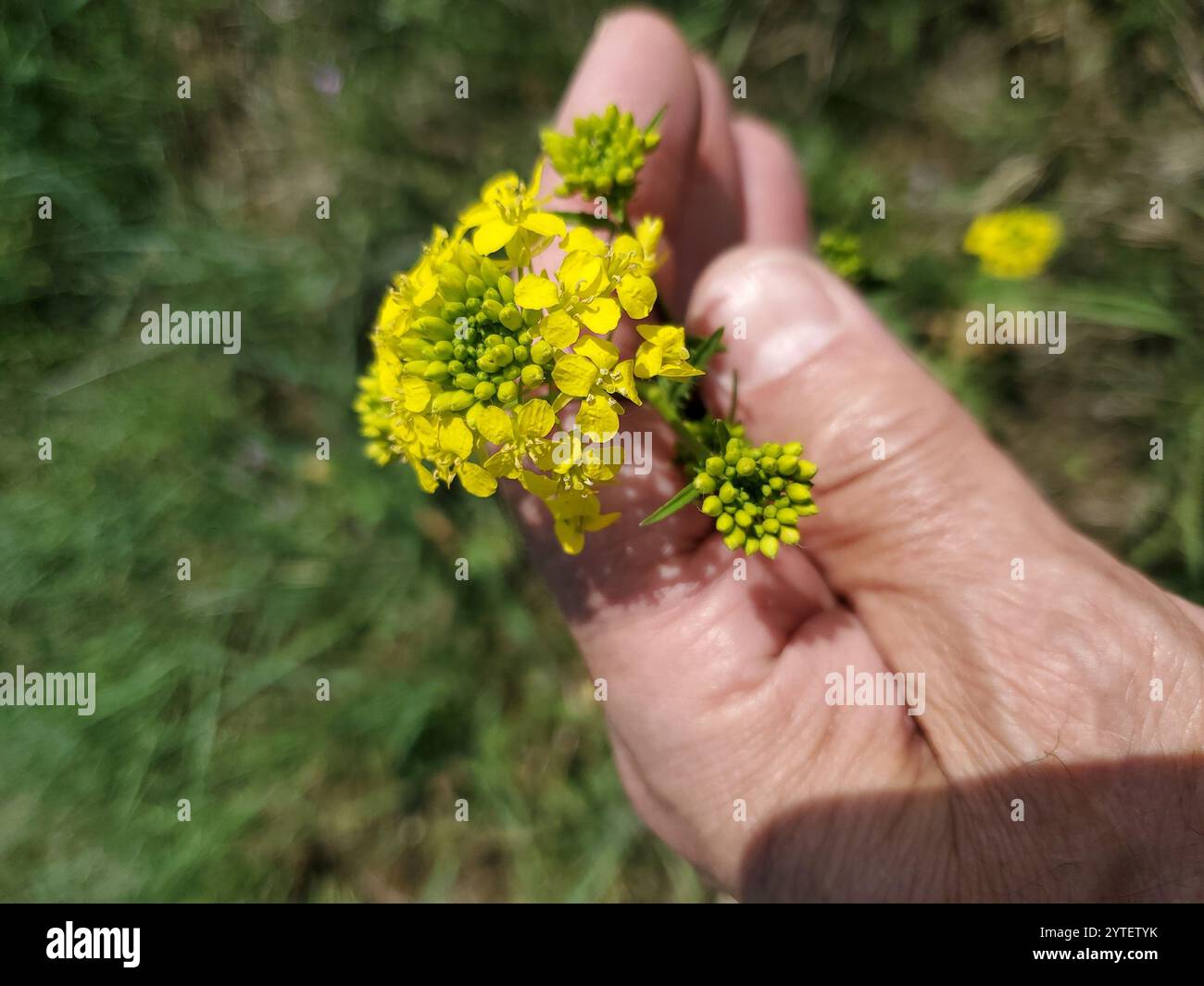charlock (Mutarda arvensis Stock Photo - Alamy
