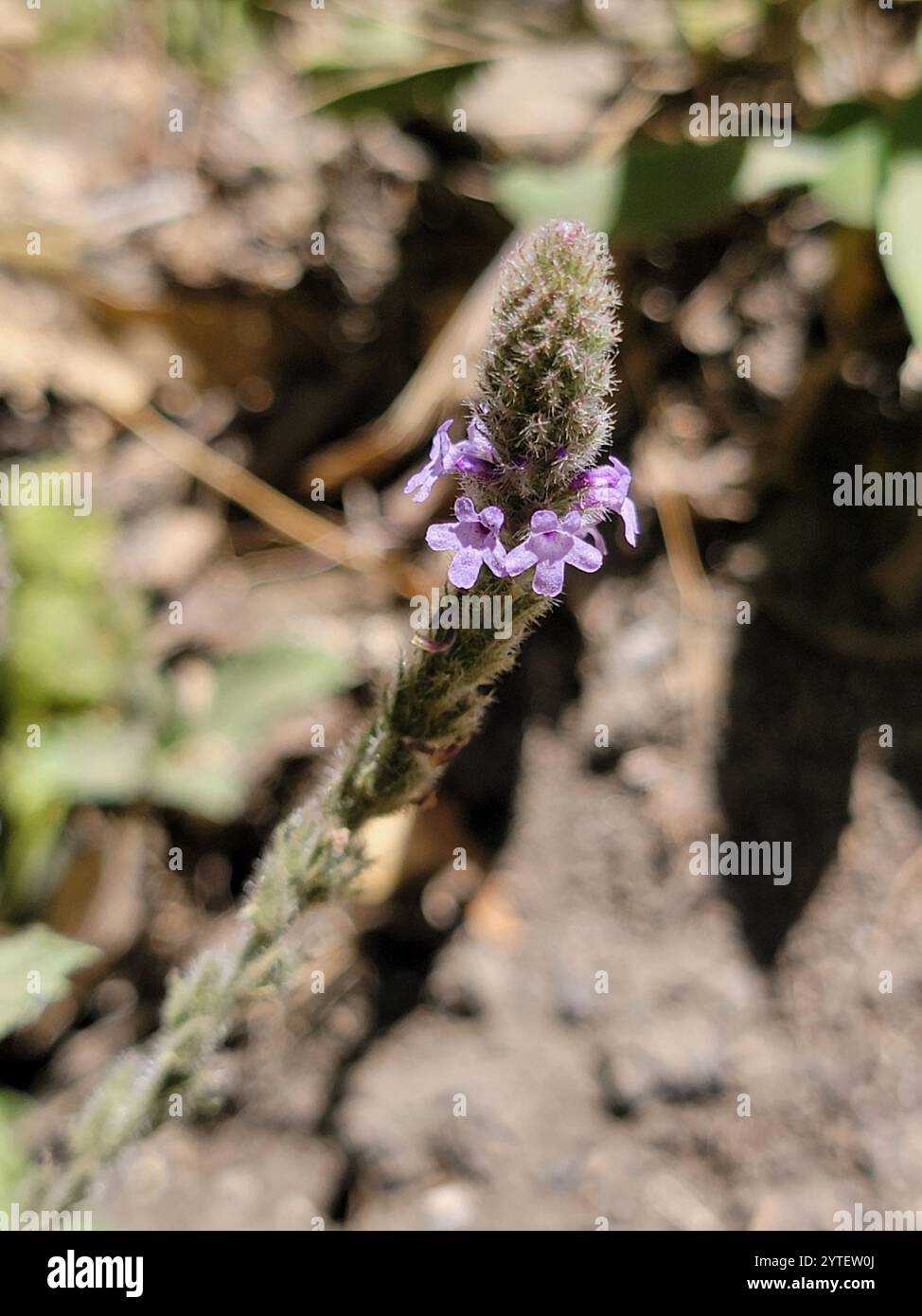 western vervain (Verbena lasiostachys Stock Photo - Alamy