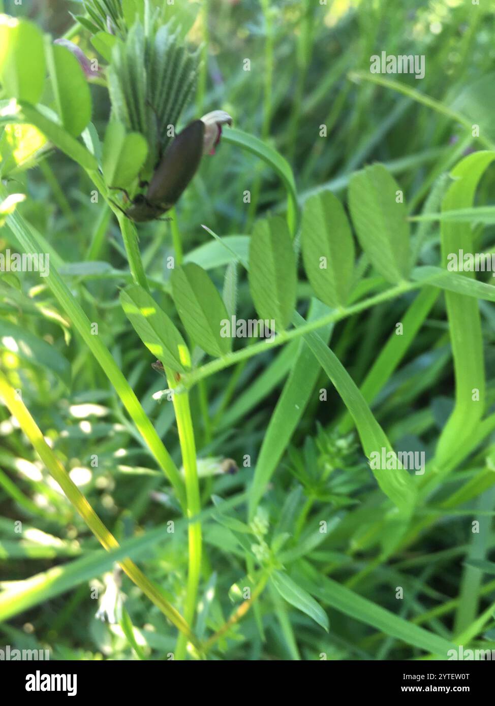 Click Beetles (Elateridae Stock Photo - Alamy