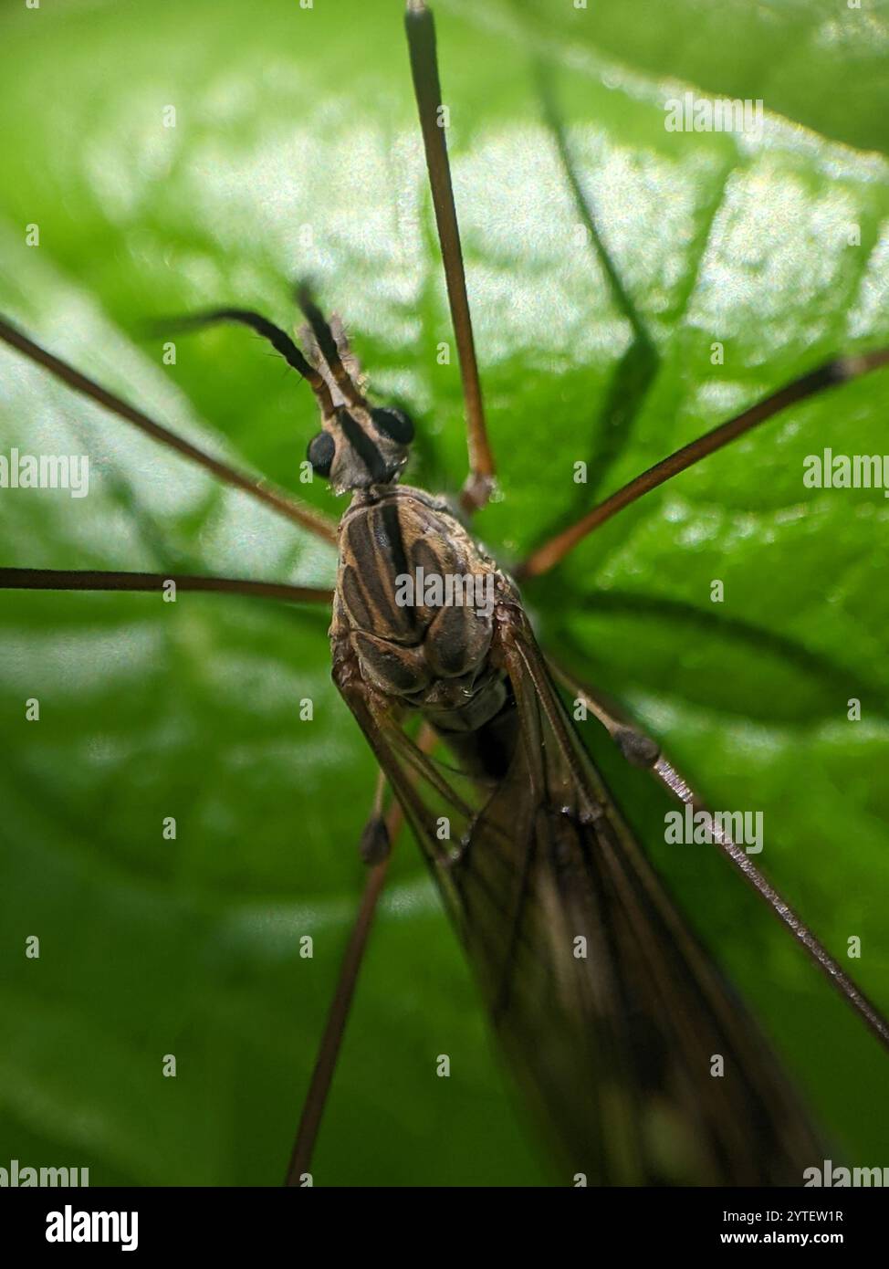 Large Crane Flies (Tipulidae Stock Photo - Alamy