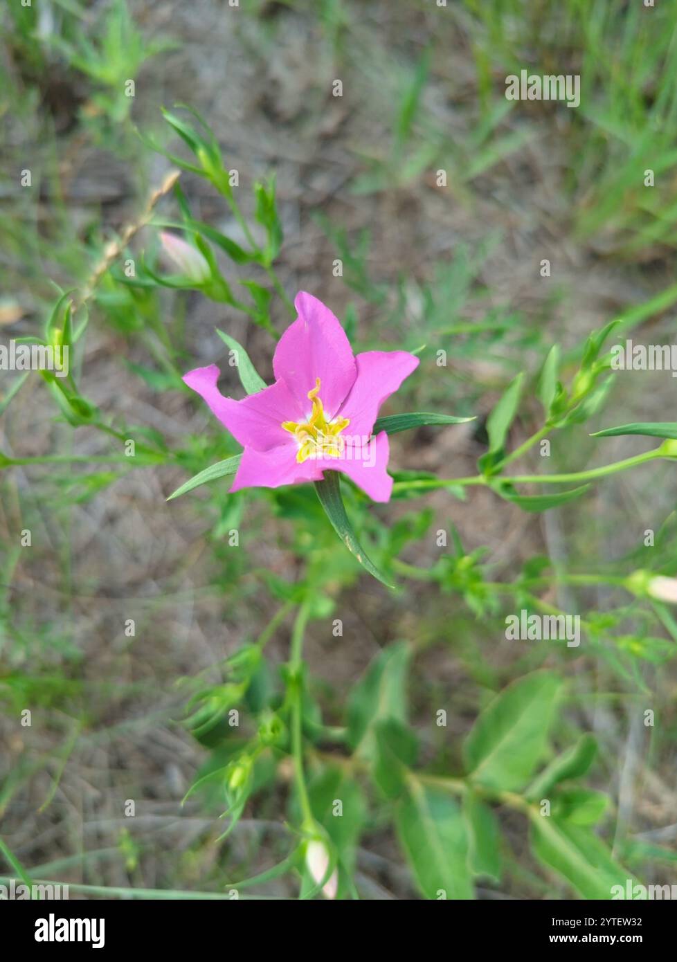 Meadow Pink (Sabatia campestris Stock Photo - Alamy