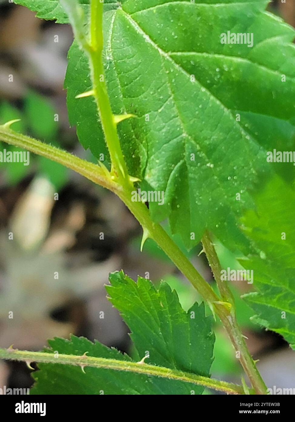 Common Dewberry (Rubus flagellaris Stock Photo - Alamy