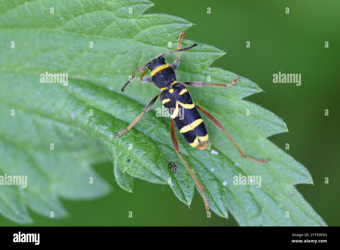 Wasp Beetle (Clytus arietis Stock Photo - Alamy
