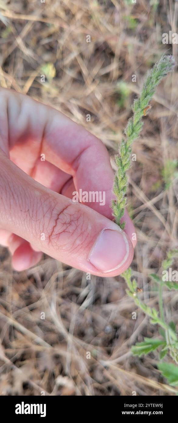 western vervain (Verbena lasiostachys Stock Photo - Alamy