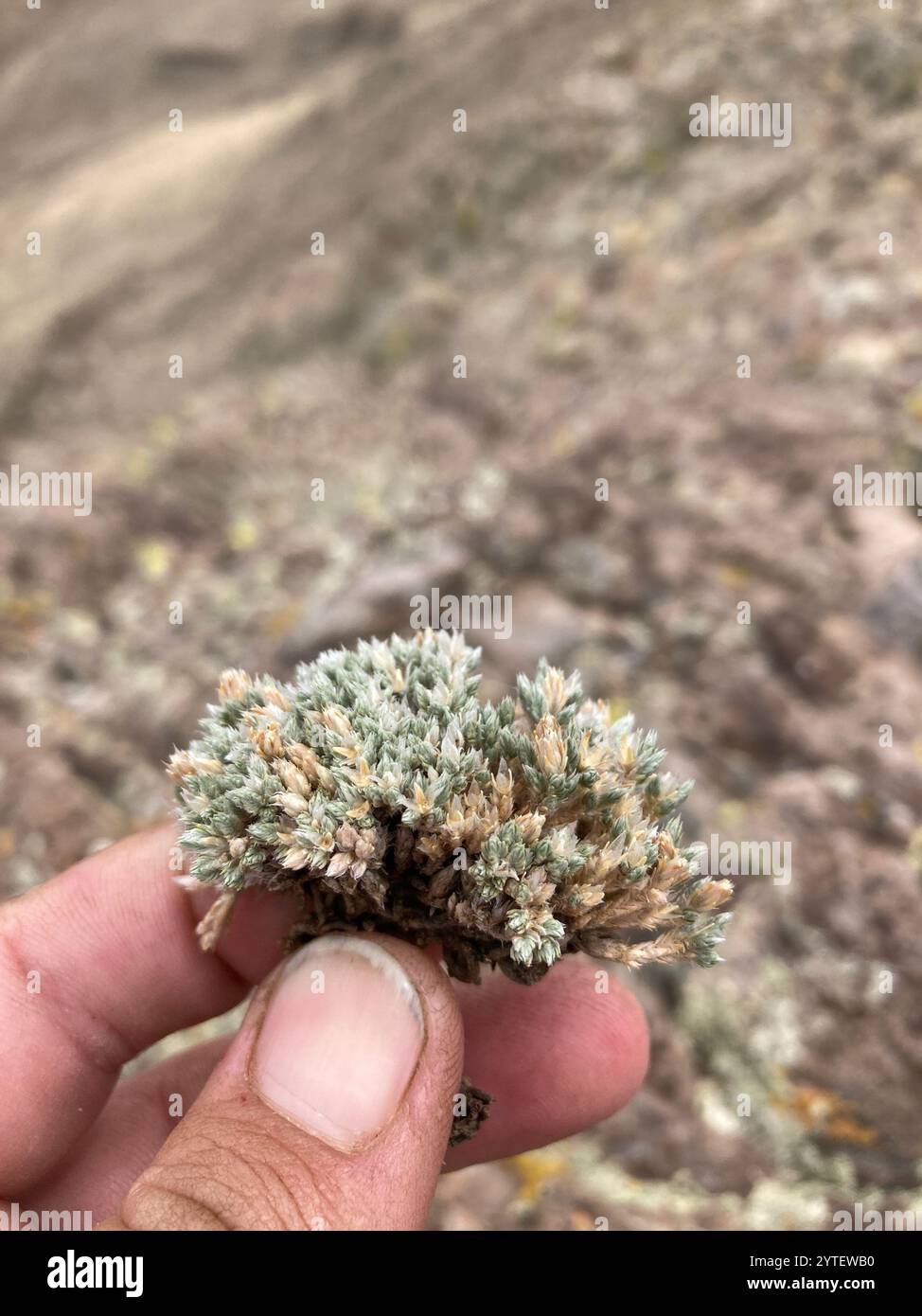 Creeping nailwort (Paronychia sessiliflora Stock Photo - Alamy