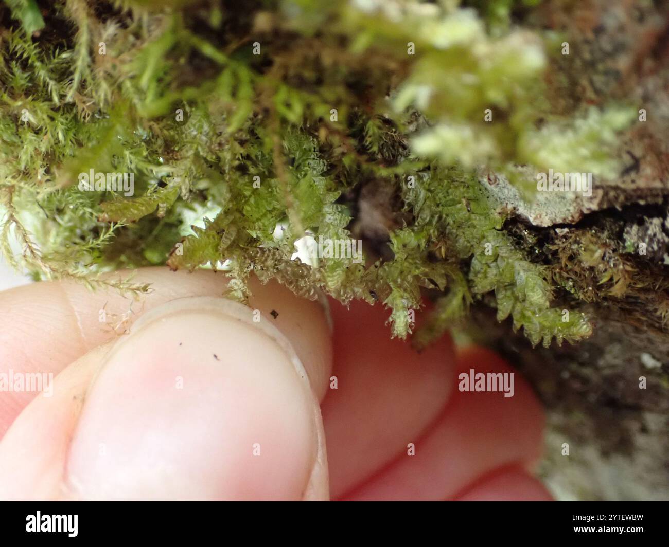 Douglas' Neckera Moss (Neckera douglasii Stock Photo - Alamy