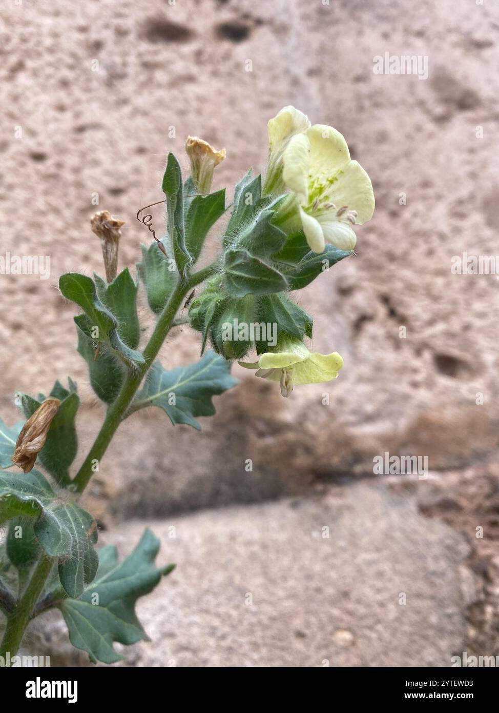 white henbane (Hyoscyamus albus Stock Photo - Alamy