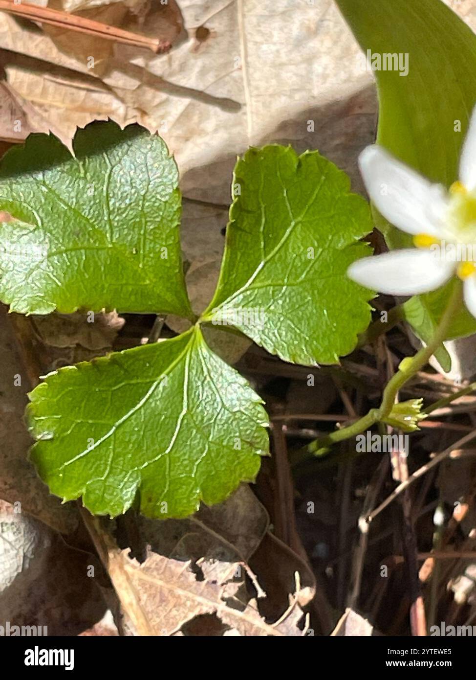 threeleaf goldthread (Coptis trifolia Stock Photo - Alamy