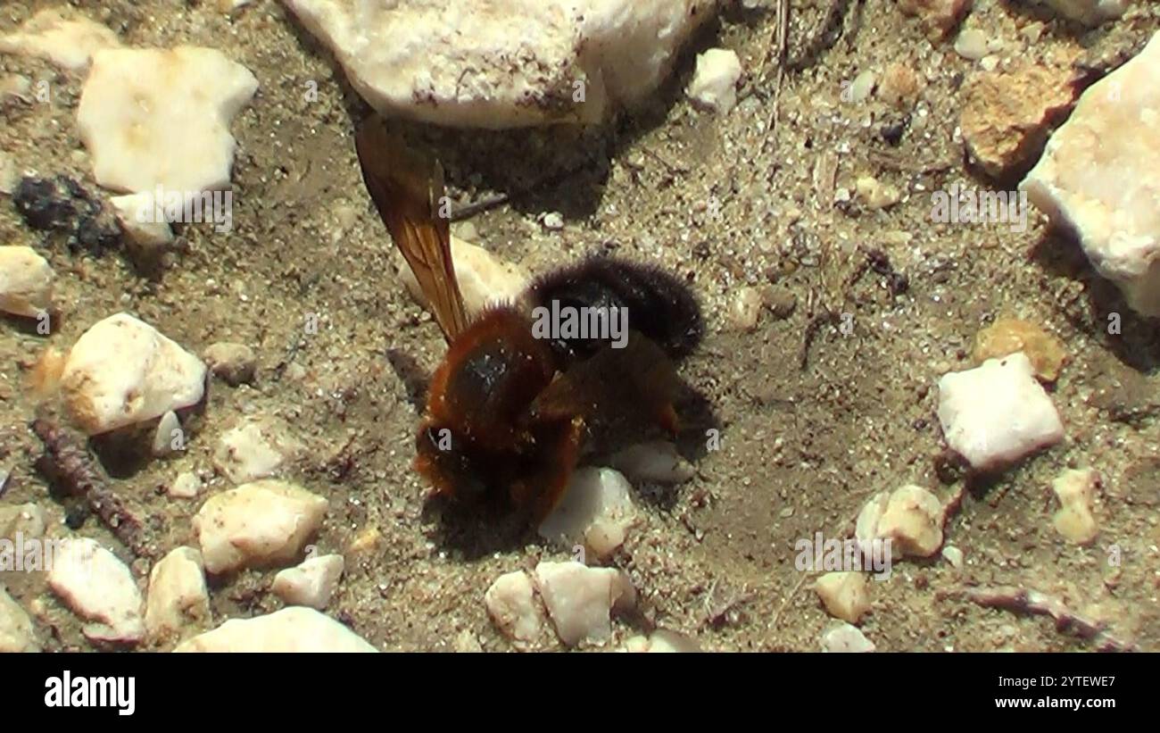 Sicilian Mortar Bee (Megachile sicula Stock Photo - Alamy