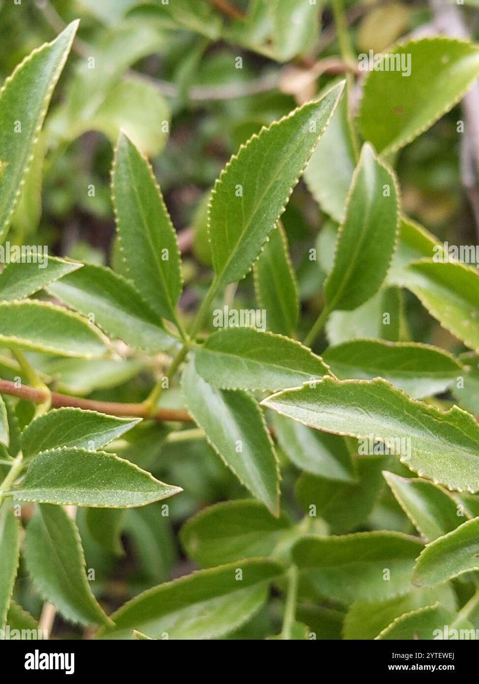 blue elder (Sambucus cerulea Stock Photo - Alamy