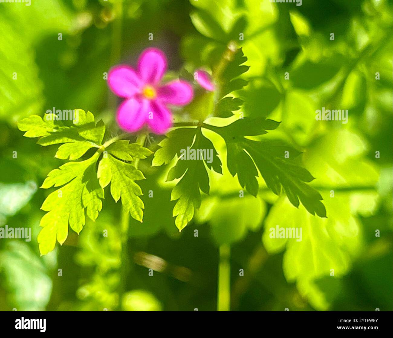Little robin geranium purpureum hi-res stock photography and images - Alamy