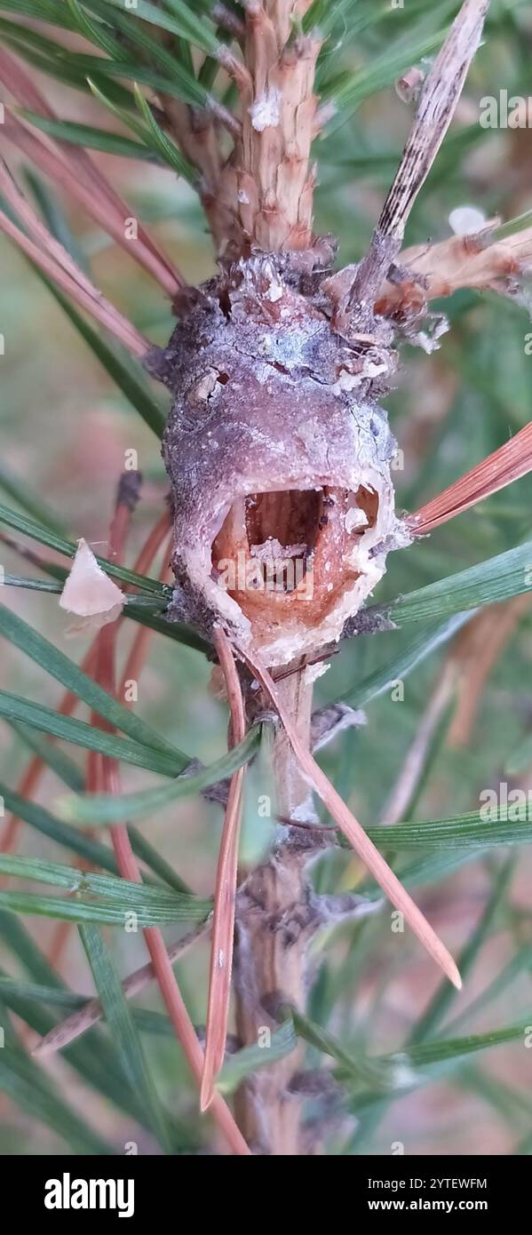 Pine Resin-gall Moth (Retinia resinella Stock Photo - Alamy