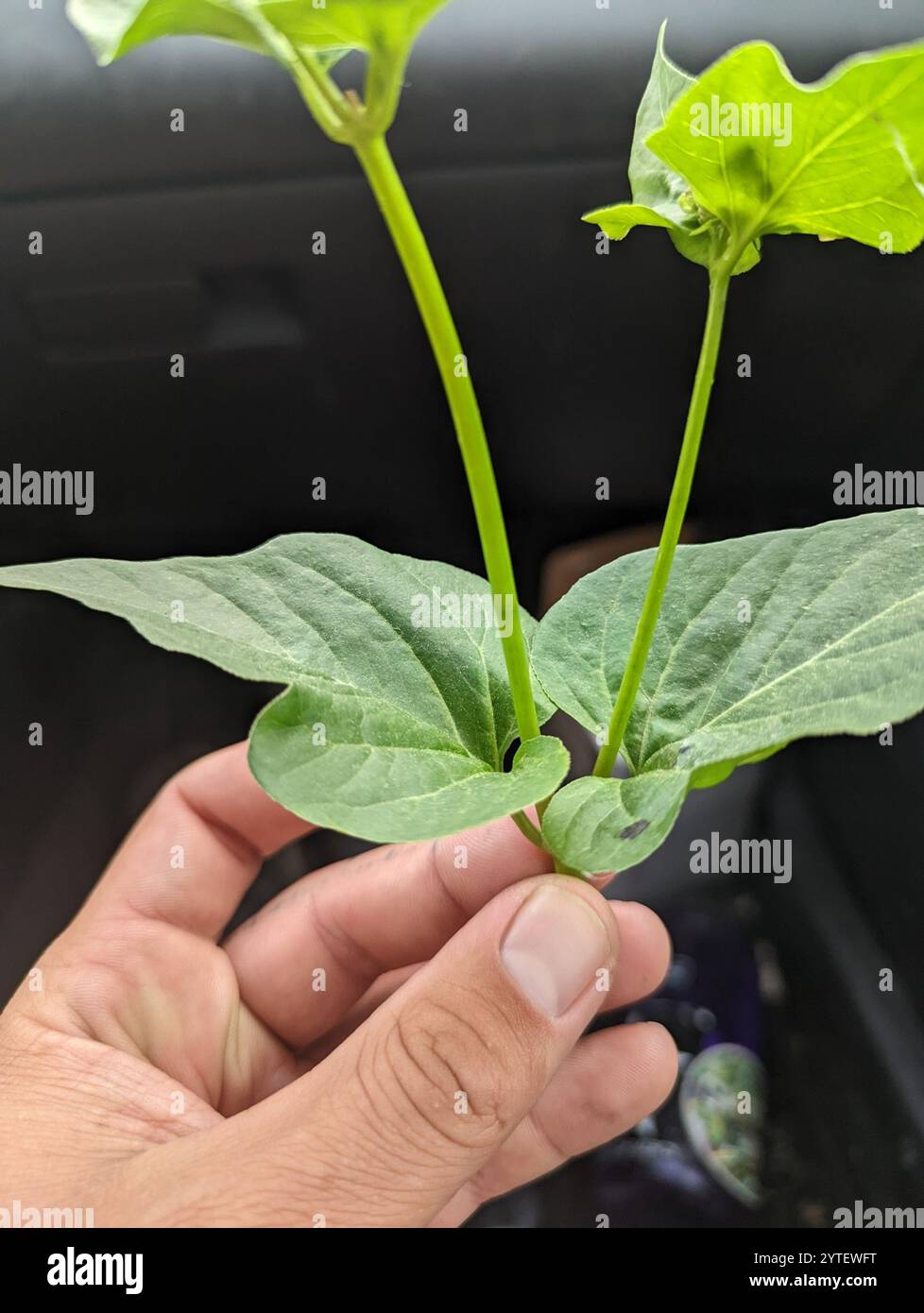 Wild Four o'Clock (Mirabilis nyctaginea Stock Photo - Alamy