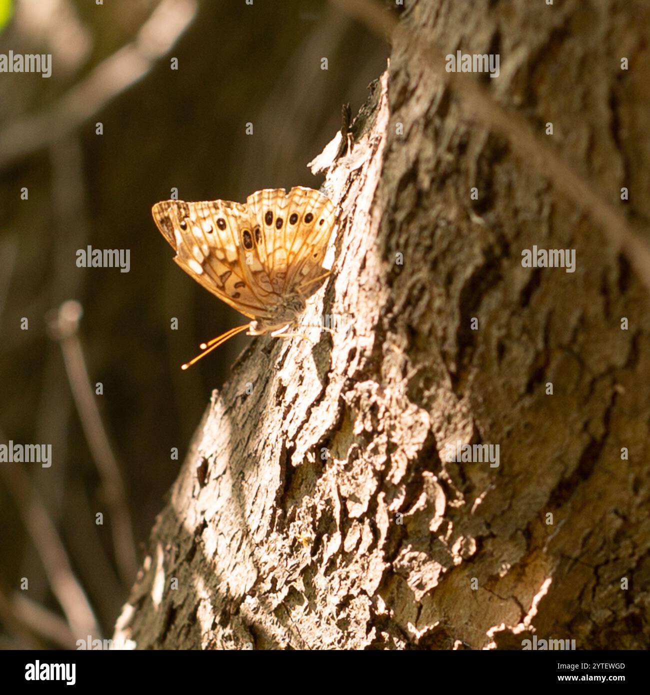 Hackberry Emperor (Asterocampa celtis Stock Photo - Alamy
