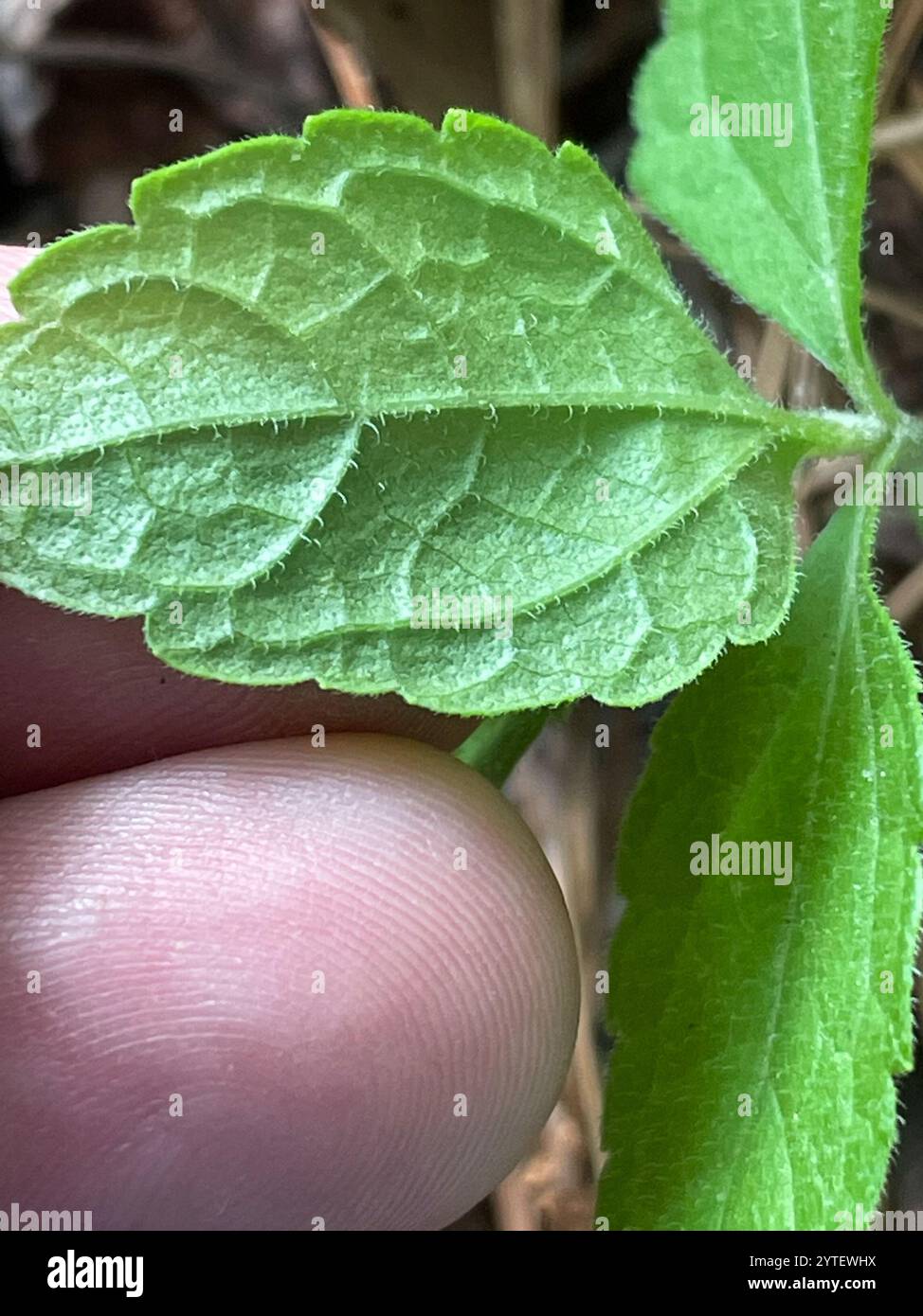 smaller white snakeroot (Ageratina aromatica Stock Photo - Alamy