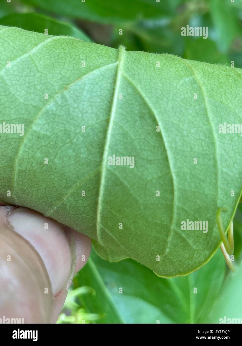 staggerbush (Lyonia mariana Stock Photo - Alamy