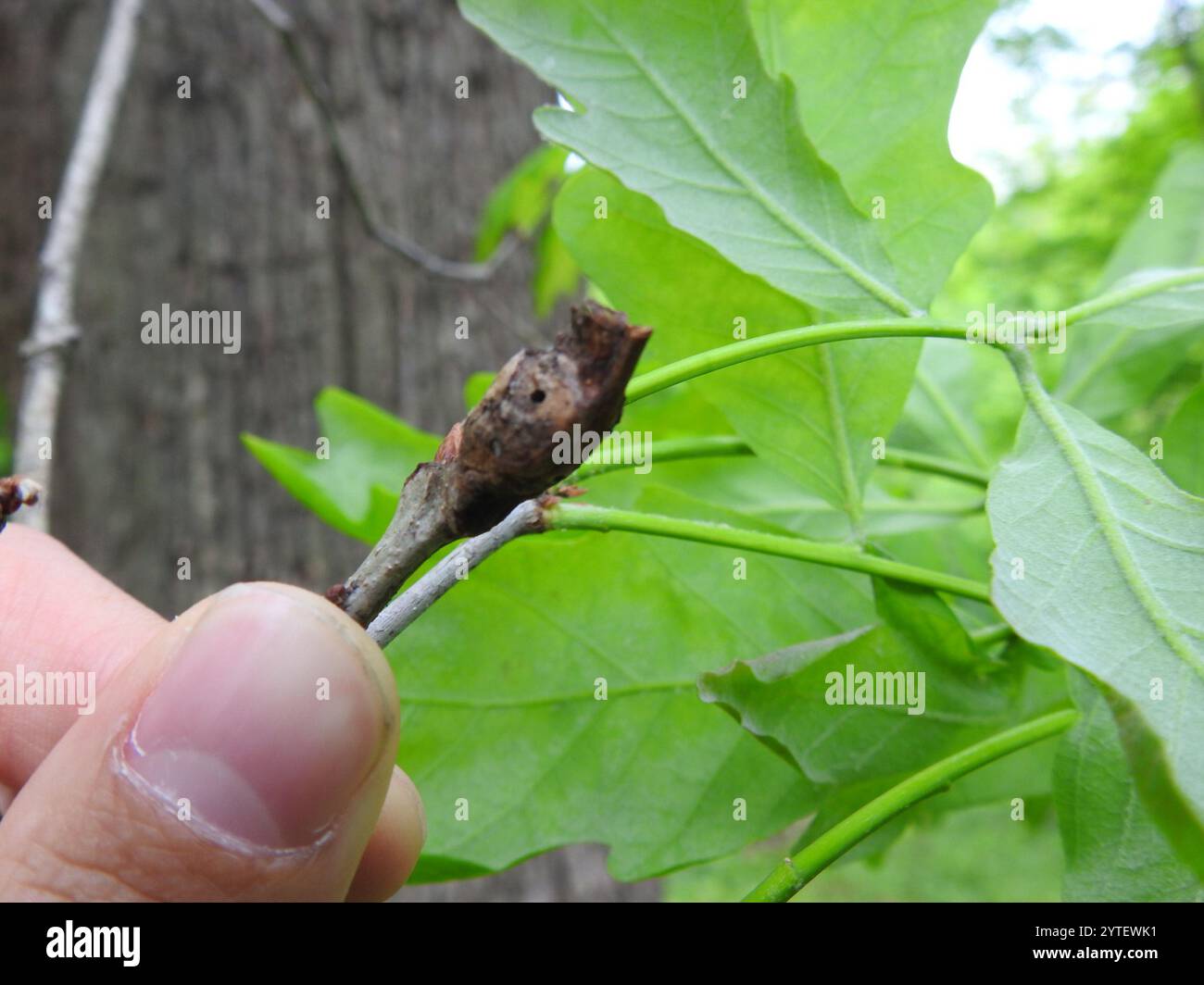 Oak Petiole Gall Wasp (Andricus quercuspetiolicola Stock Photo - Alamy