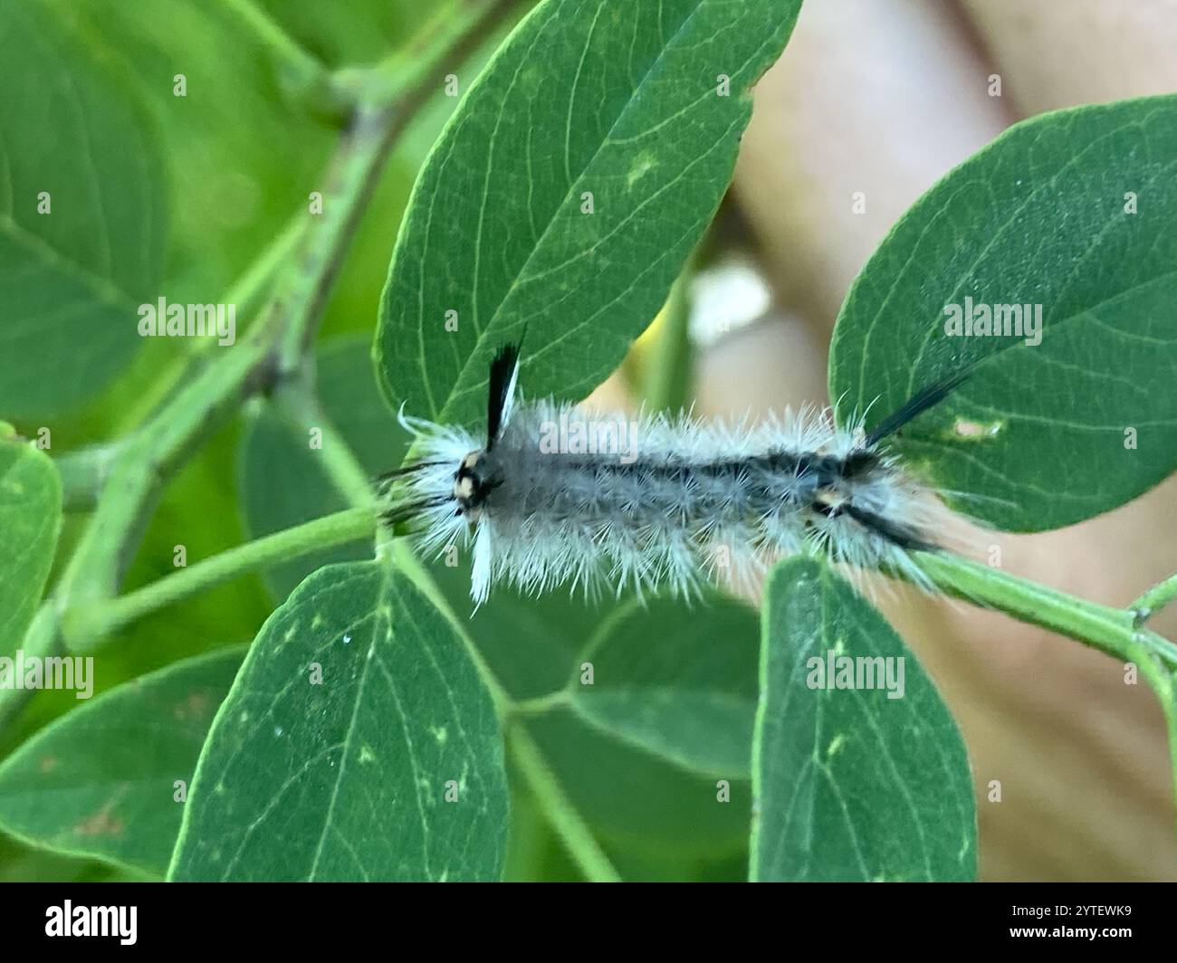 Banded Tussock Moth (Halysidota tessellaris Stock Photo - Alamy