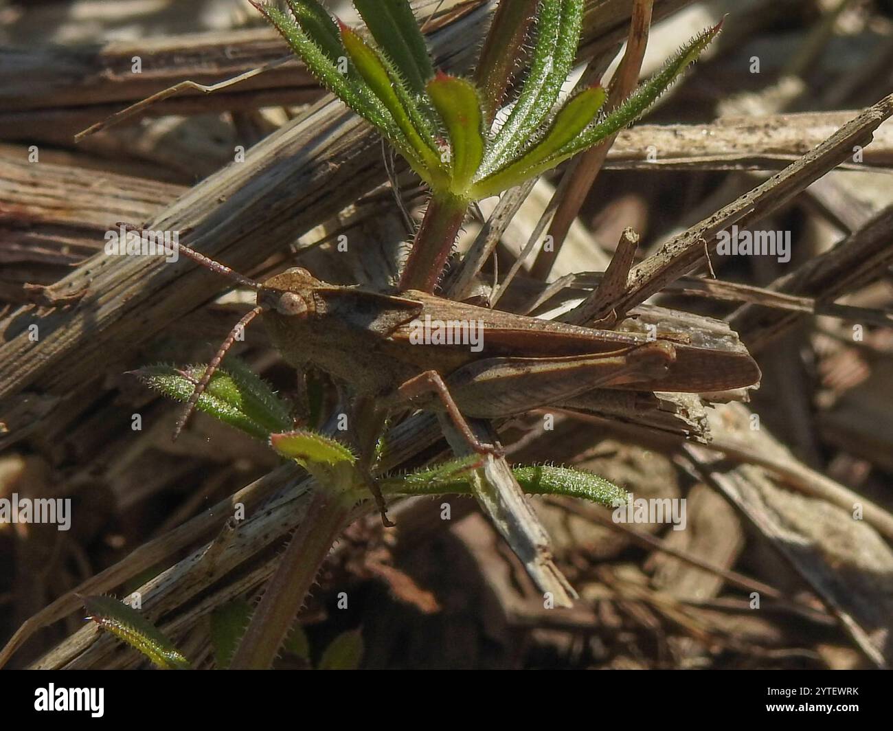 Green-striped Grasshopper (Chortophaga viridifasciata Stock Photo - Alamy