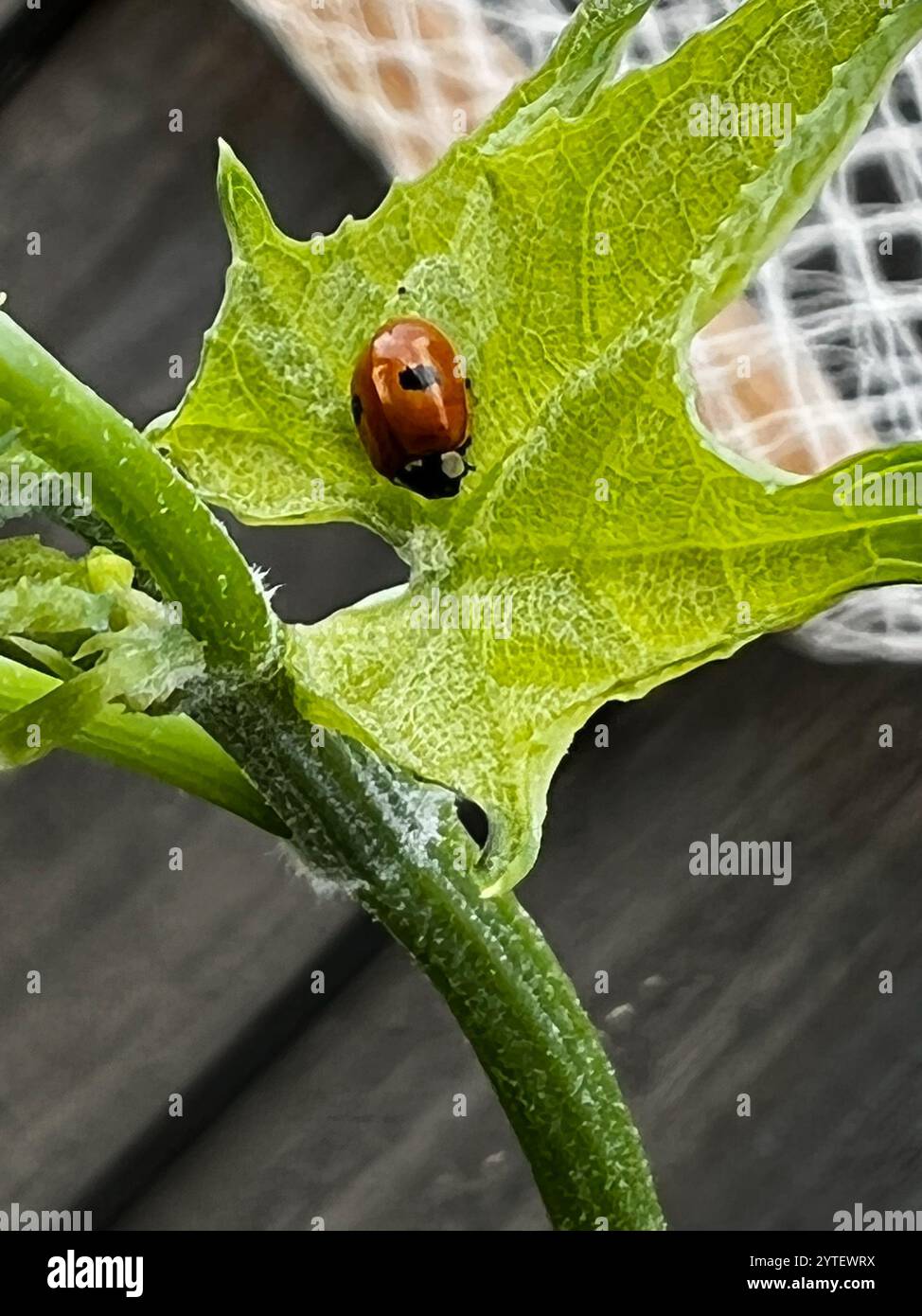 Two-spotted Lady Beetle (Adalia bipunctata Stock Photo - Alamy