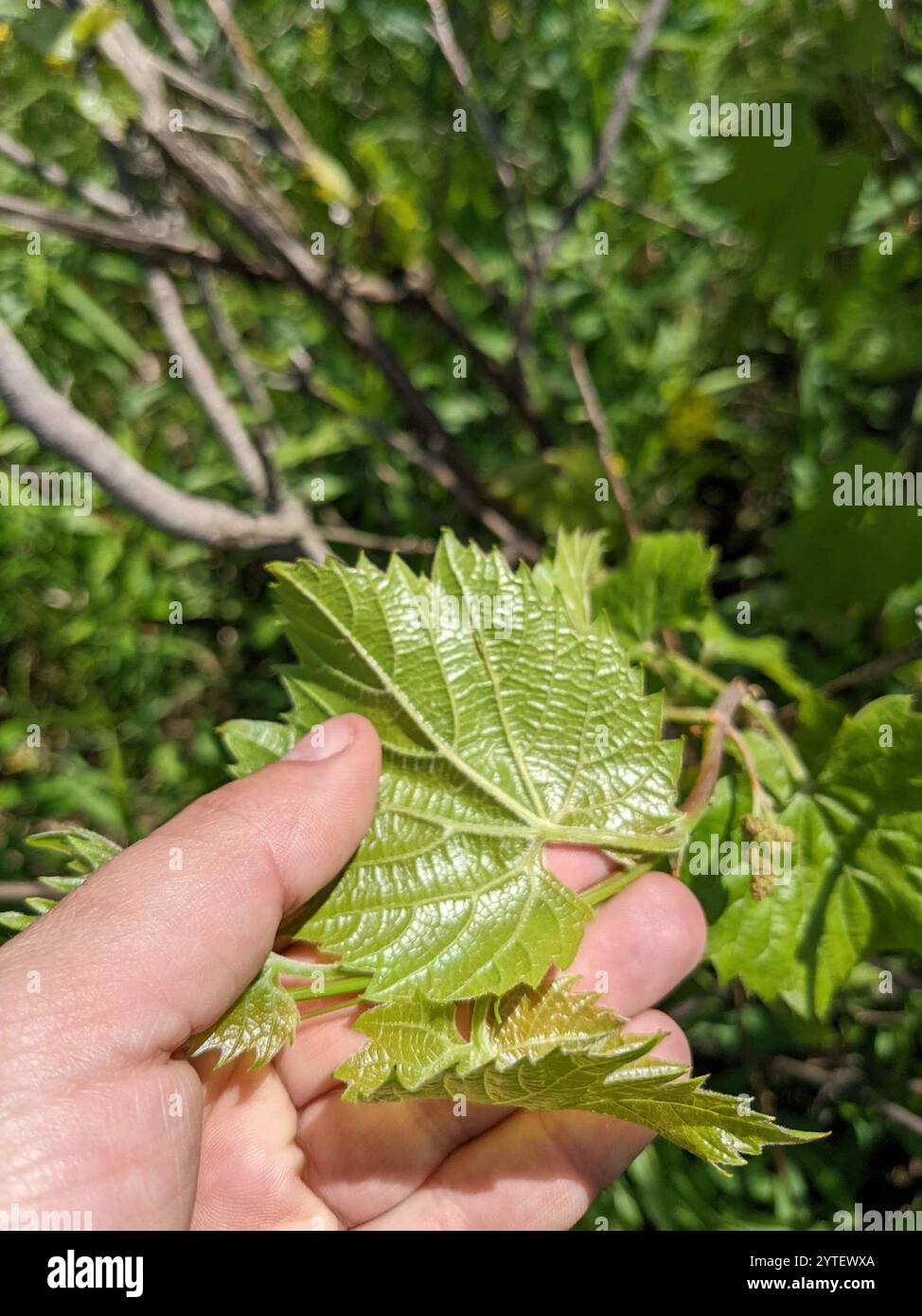 riverbank grape (Vitis riparia Stock Photo - Alamy