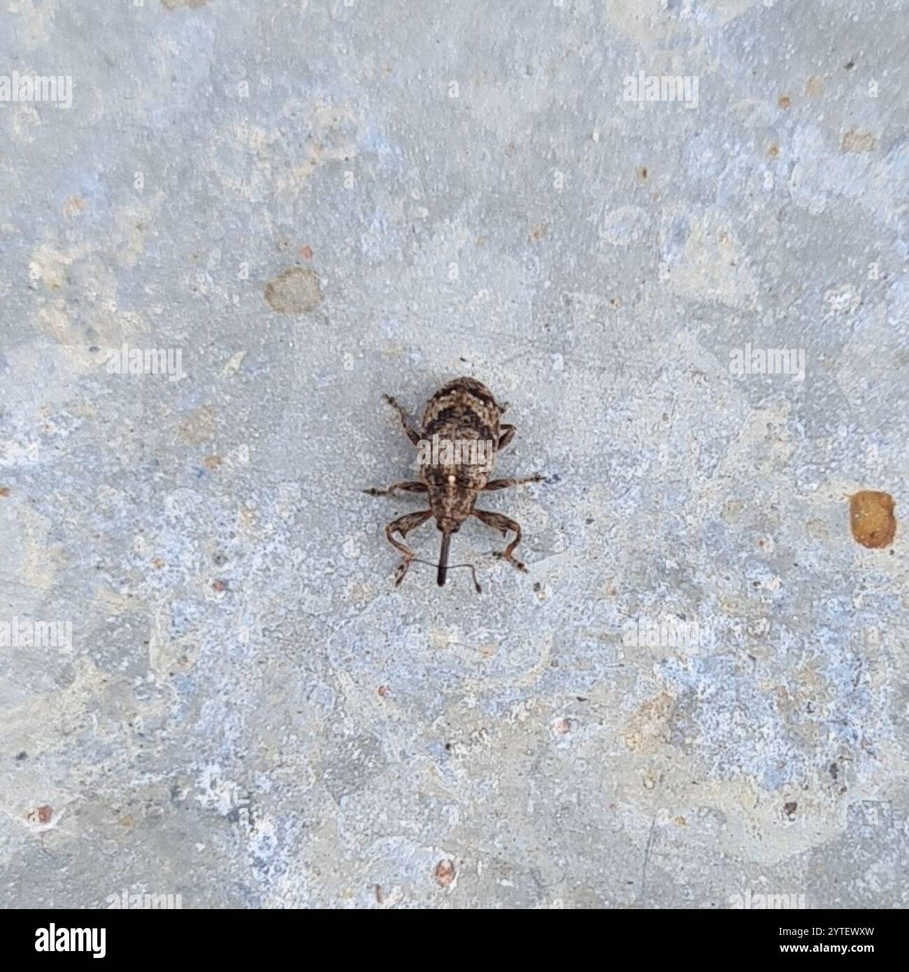 Pomorum hi-res stock photography and images - Alamy