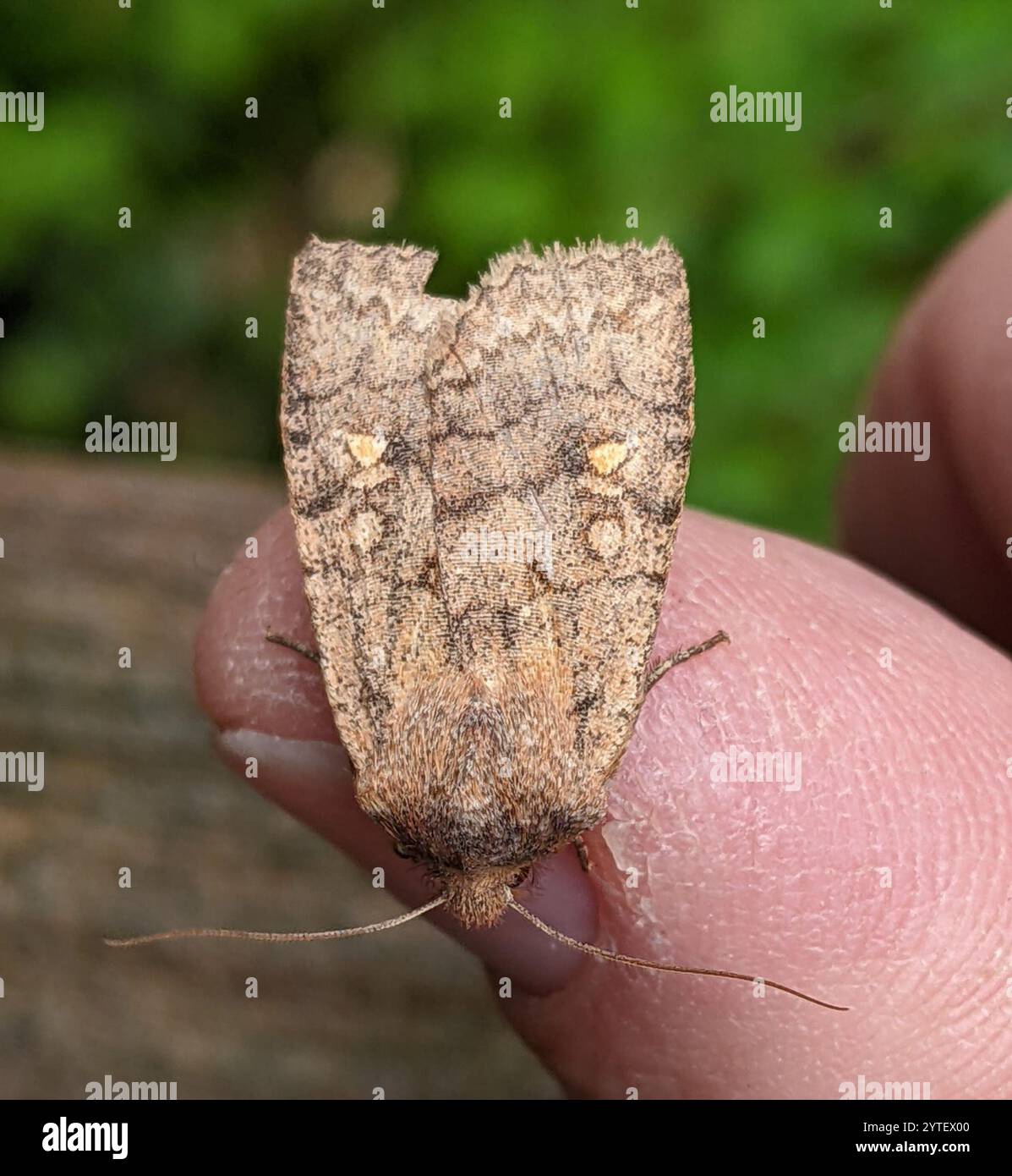 Three-spotted Sallow (Eupsilia tristigmata Stock Photo - Alamy