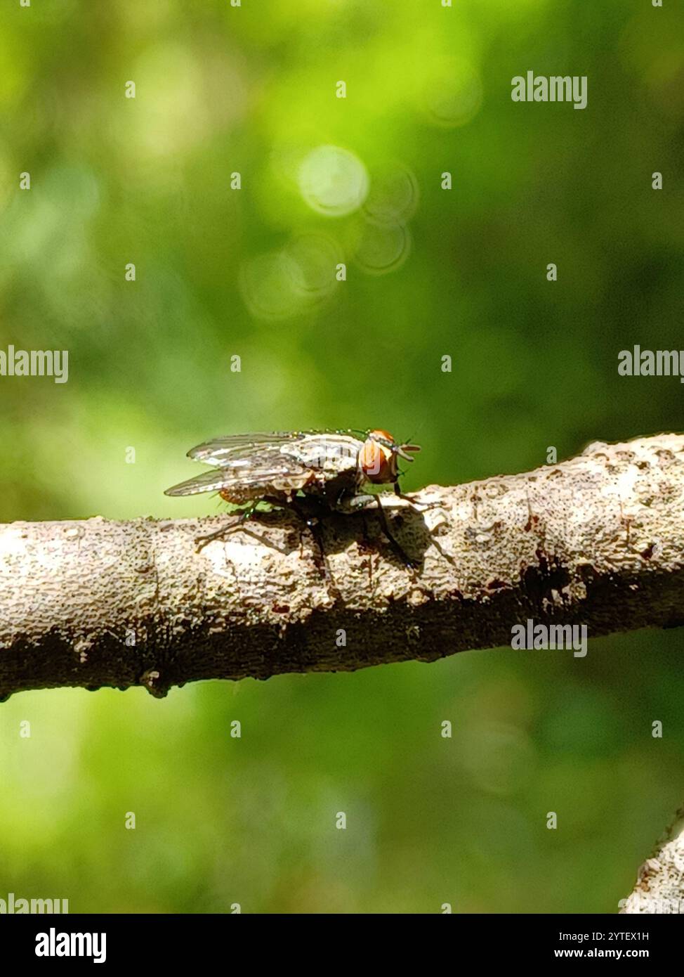 Common Flesh Flies (Sarcophaga Stock Photo - Alamy