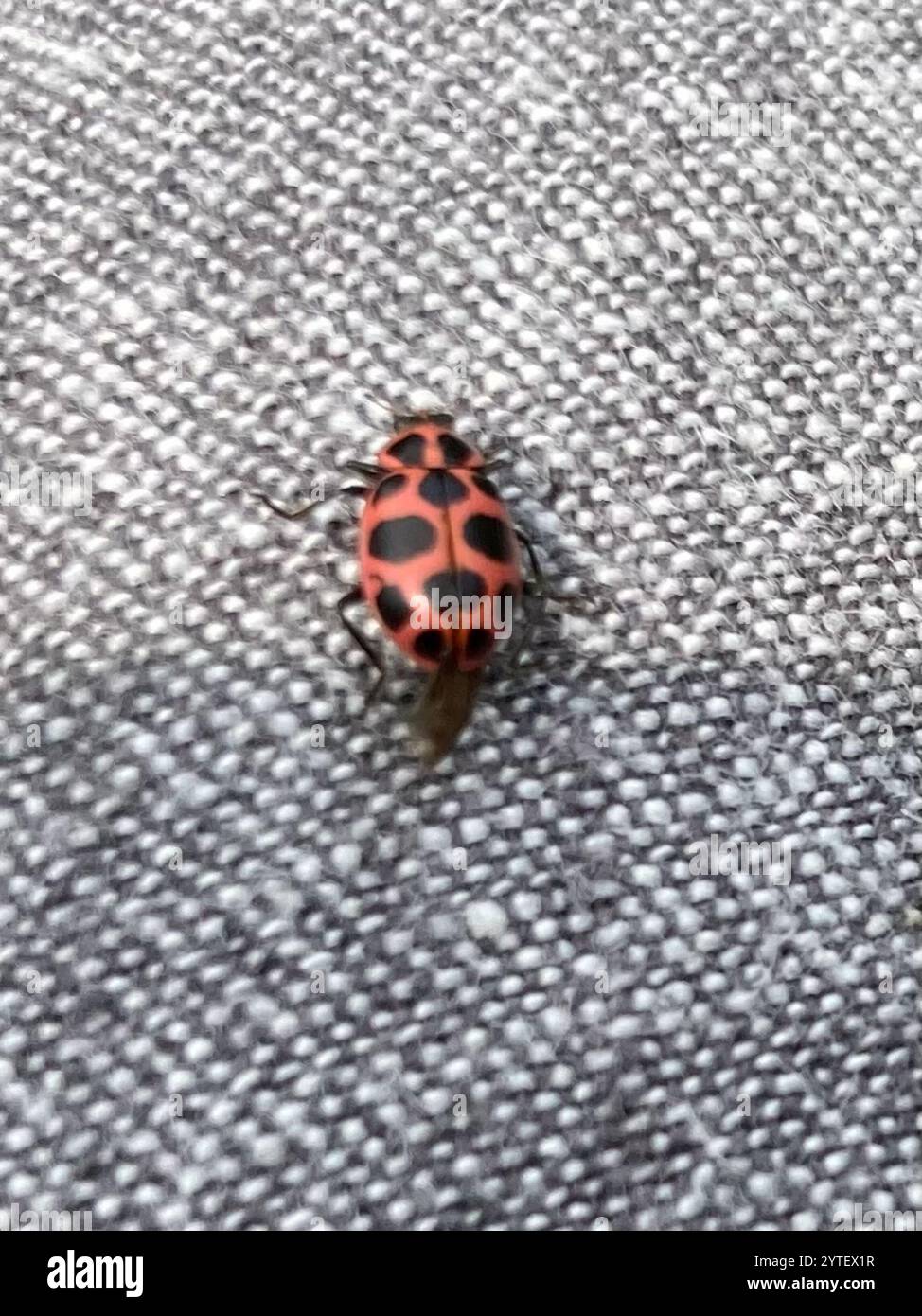Spotted Pink Lady Beetle (Coleomegilla maculata Stock Photo - Alamy