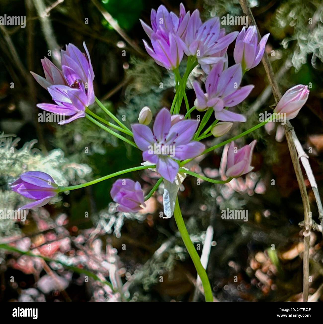 oneleaf onion (Allium unifolium Stock Photo - Alamy