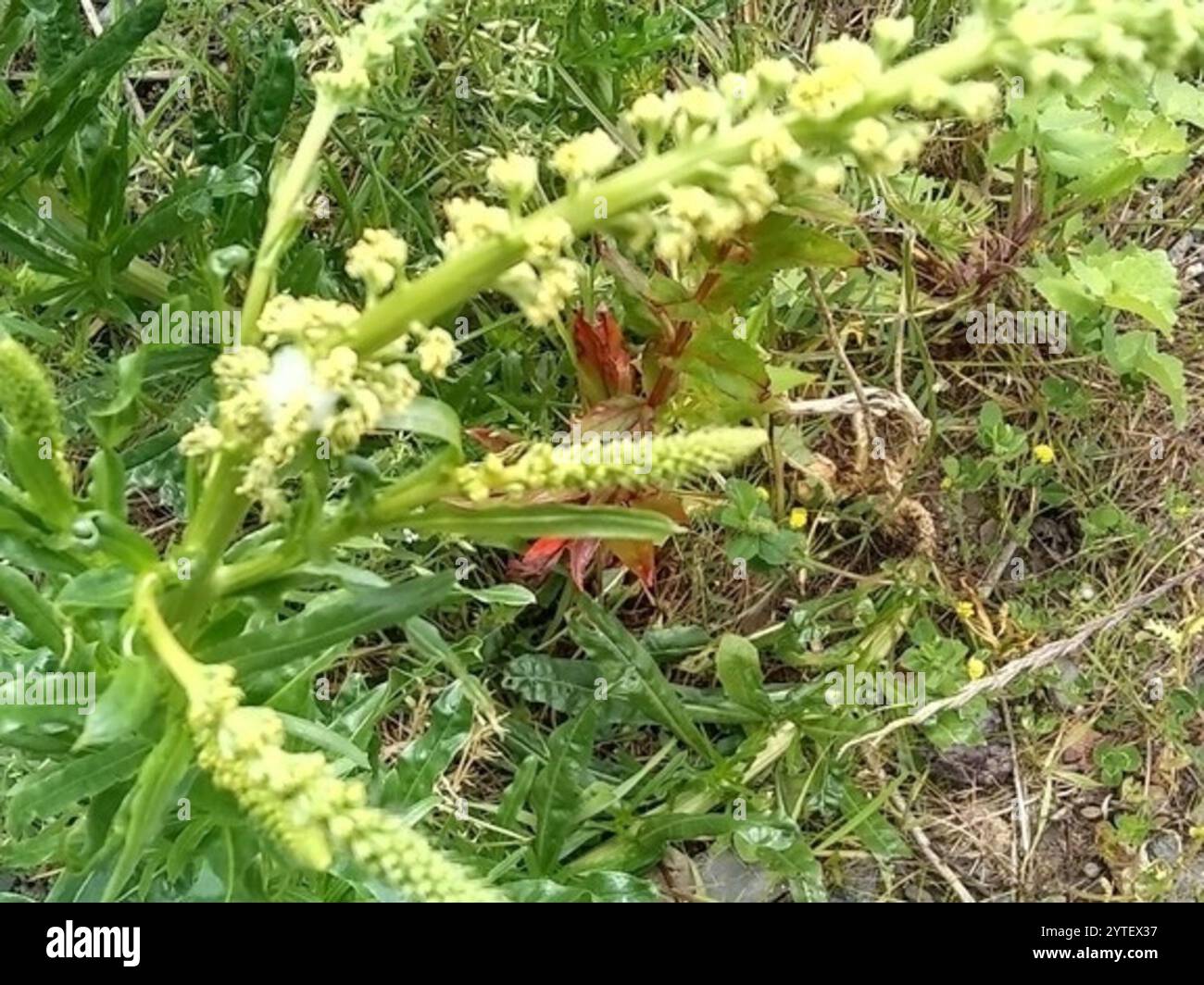 Weld (Reseda luteola Stock Photo - Alamy