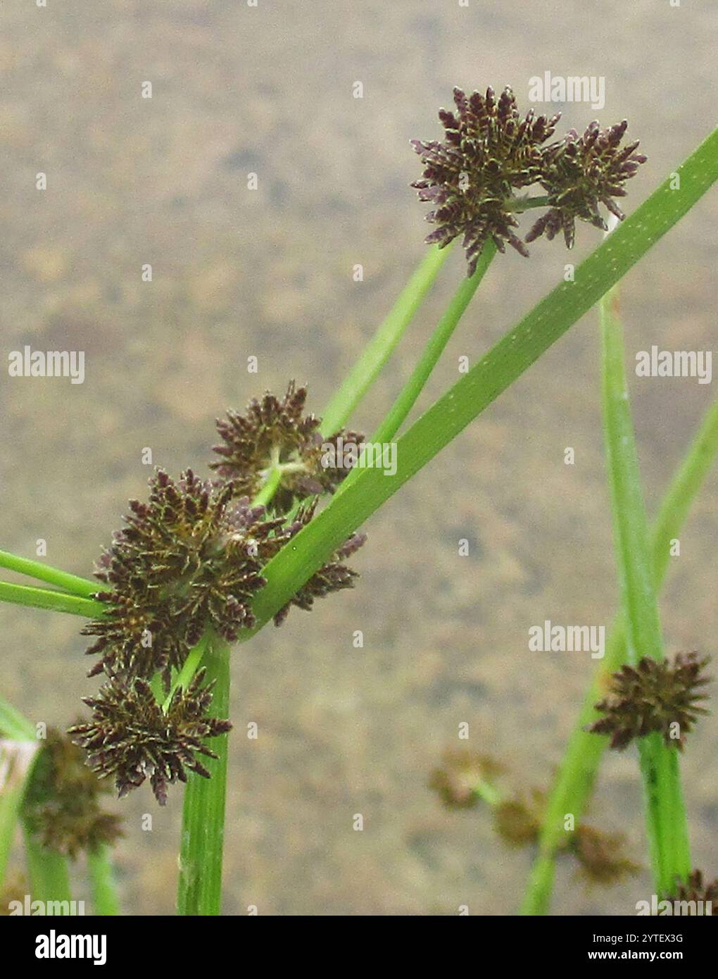 Variable Flatsedge (Cyperus difformis Stock Photo - Alamy