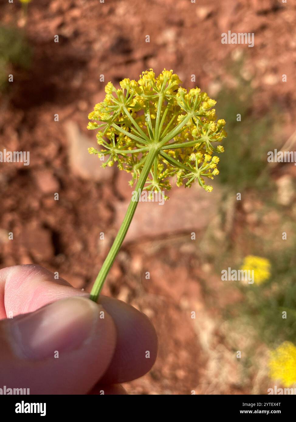Trans-Pecos Indian Parsley (Cymopterus filifolius Stock Photo - Alamy