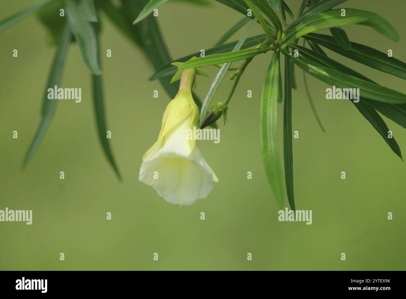 Be-still tree (Cascabela thevetia Stock Photo - Alamy