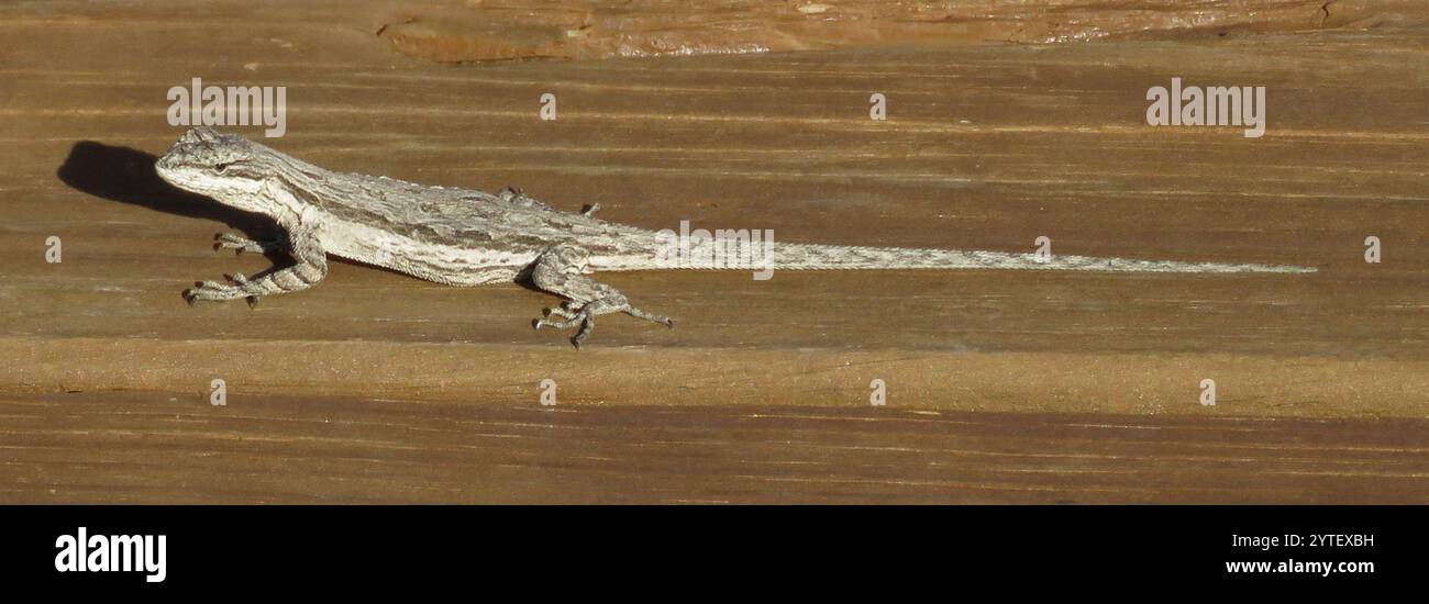 Ornate tree lizard urosaurus ornatus hi-res stock photography and ...