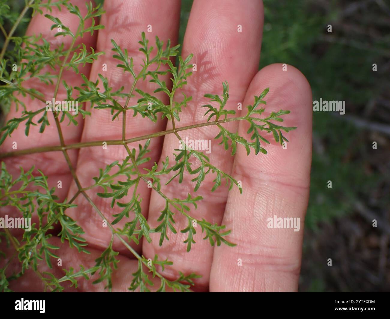 Carrotleaf Biscuitroot (Lomatium multifidum Stock Photo - Alamy