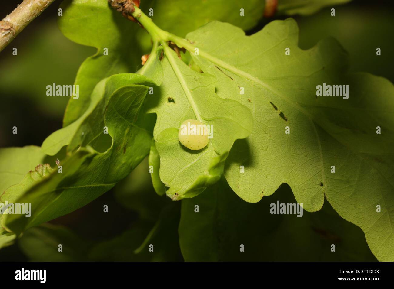 Cherry Gall Wasp (Cynips quercusfolii Stock Photo - Alamy