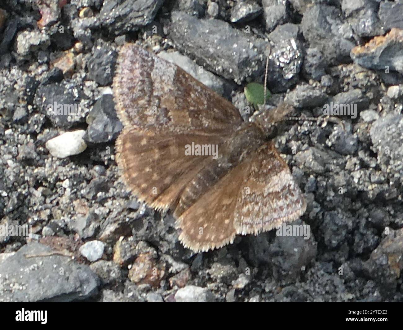 Dreamy Duskywing (Erynnis icelus Stock Photo - Alamy